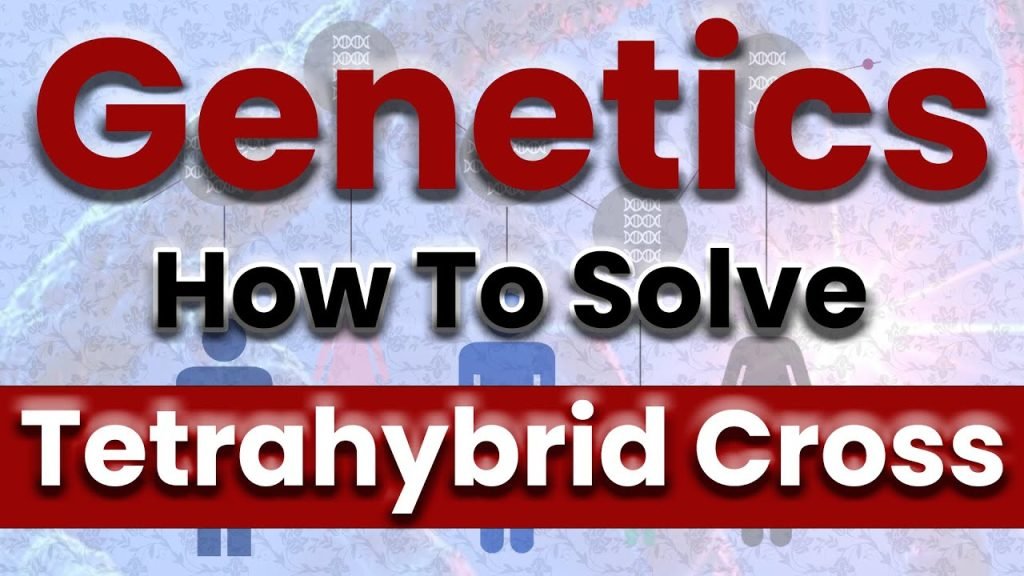 GENETICS || How To solve tetra-Hybrid Crosses|| #iitjam2025